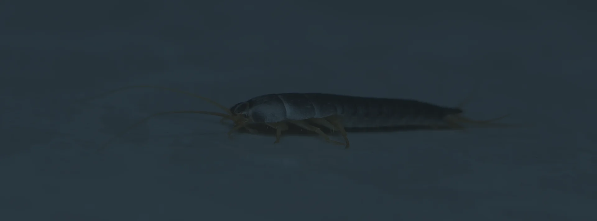 Silverfish Control in Florida - Costa Pest