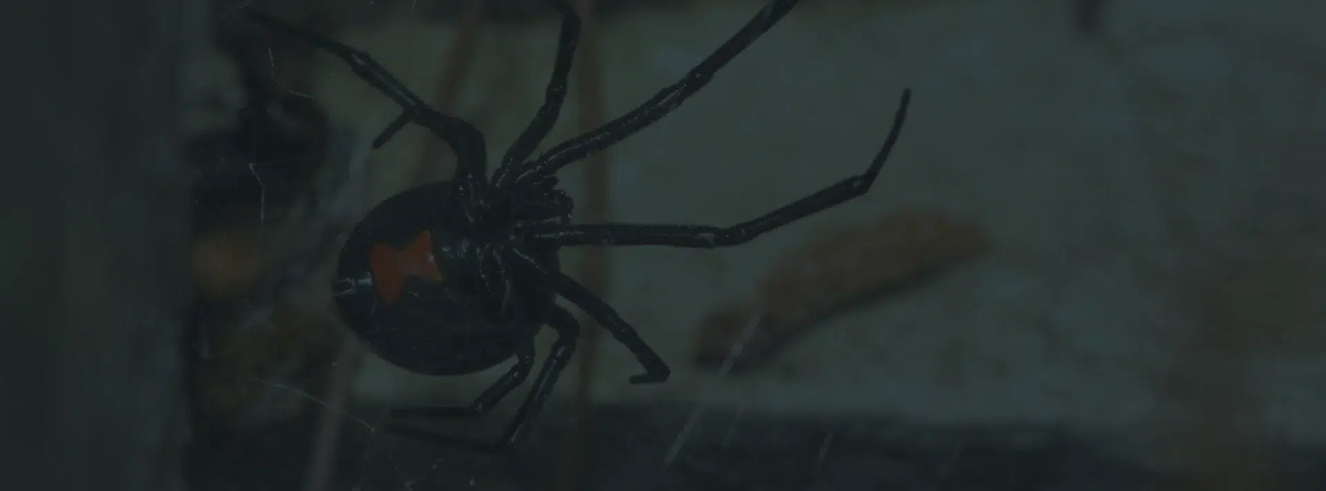 Expert Black Widow Spider Control in Florida - FREE Quote
