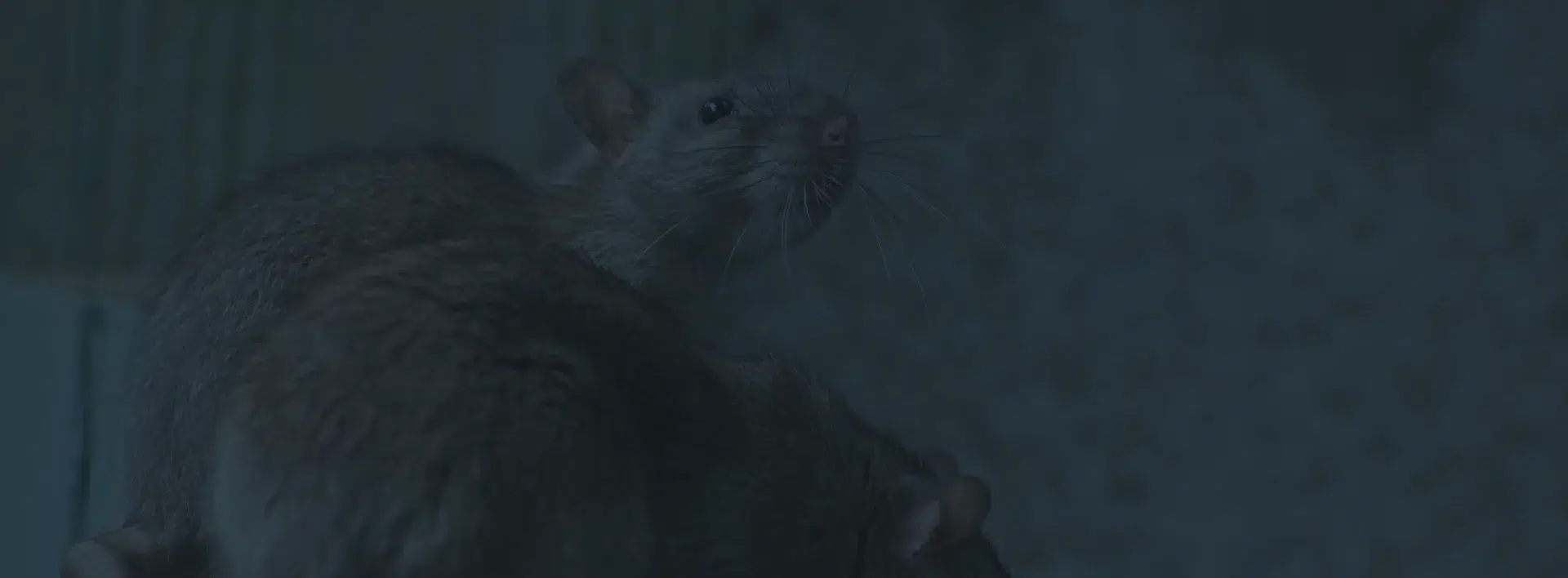 Reliable Rat Pest Control in Florida - Get a FREE Estimate